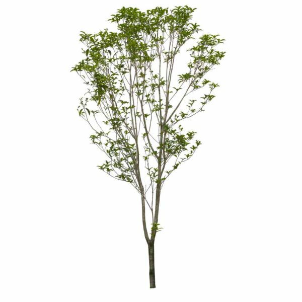 2t22_キンモクセイ_Fragrant orange-colored olive – sozaiya.com