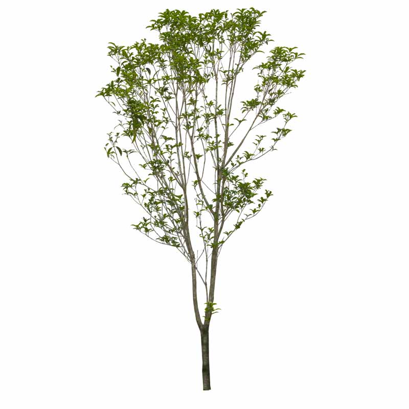 2t22_キンモクセイ_Fragrant orange-colored olive – sozaiya.com