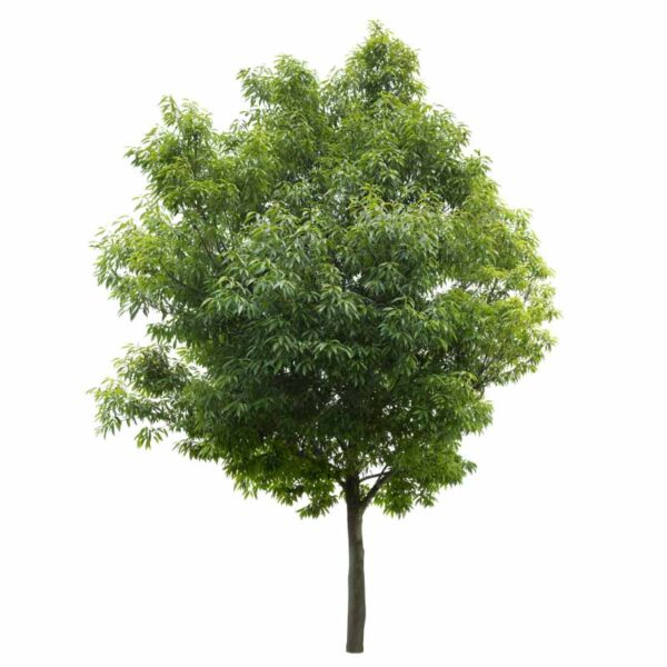 2t28_シラカシ_Bamboo-leafed oak – sozaiya.com