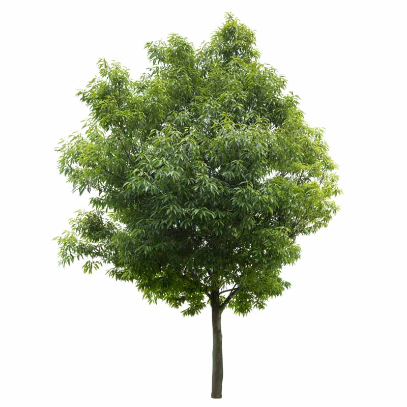 2t28_シラカシ_Bamboo-leafed oak – sozaiya.com