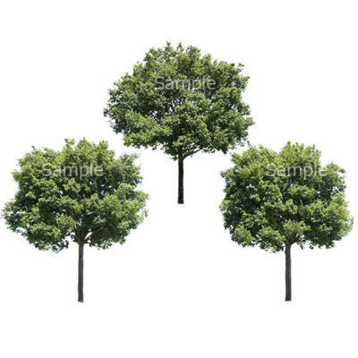 樹木素材 – sozaiya.com