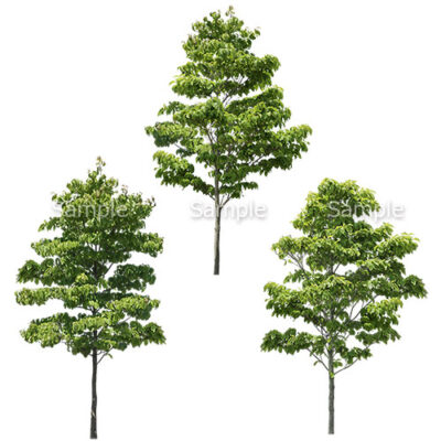 樹木素材 – ページ 2 – sozaiya.com