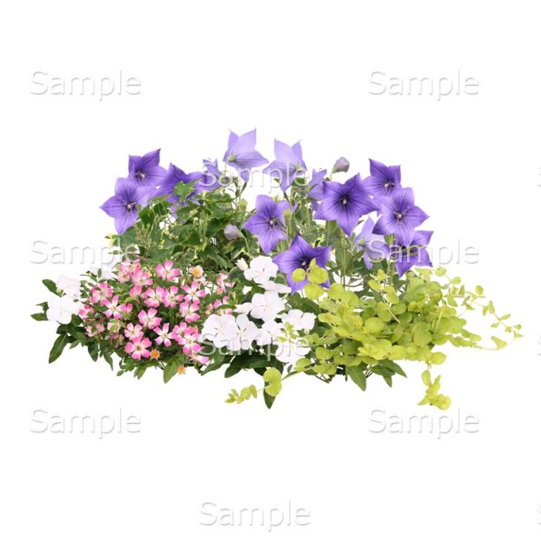 花素材 – sozaiya.com