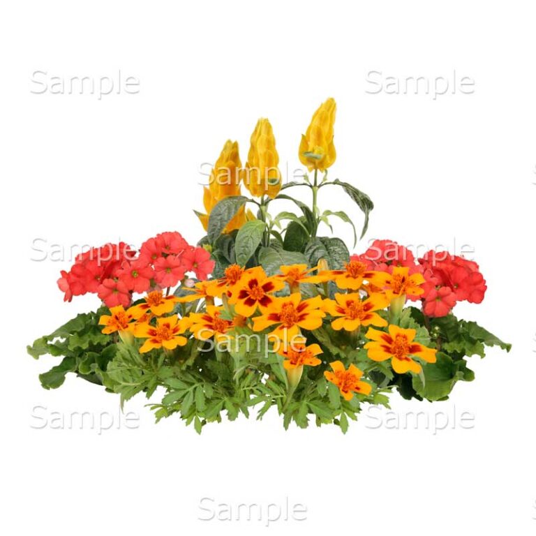 花材 – sozaiya.com