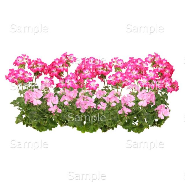 F1004 – sozaiya.com