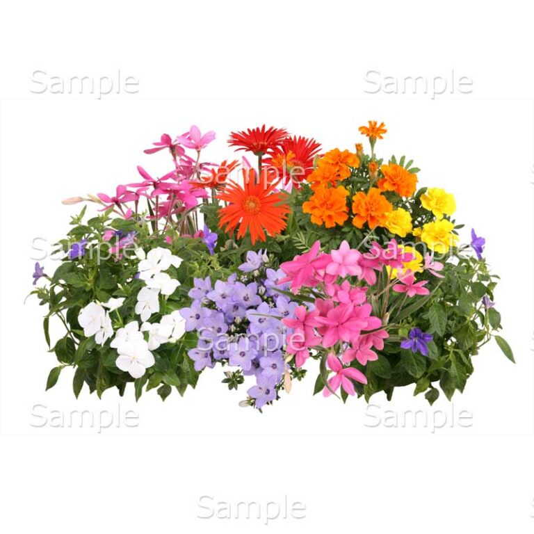 花素材 – ページ 2 – sozaiya.com