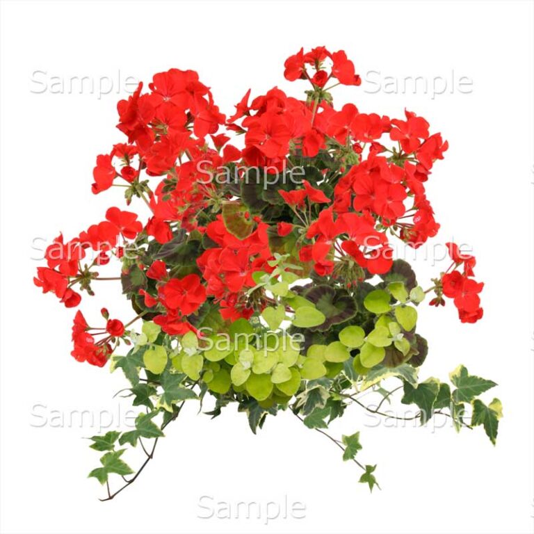 花素材 – sozaiya.com