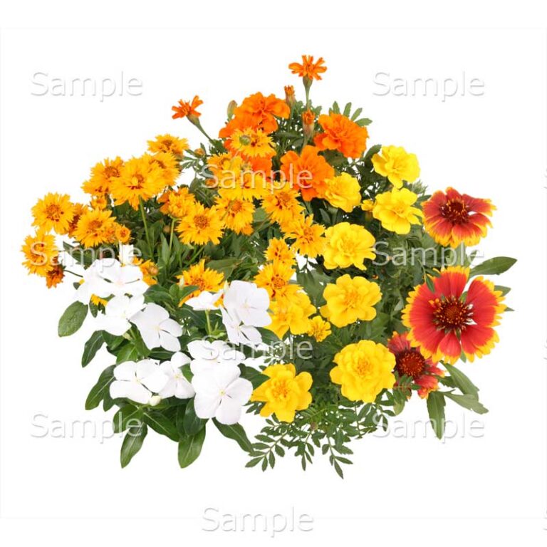 花材 – sozaiya.com