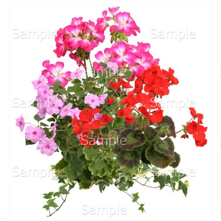 花材 – sozaiya.com