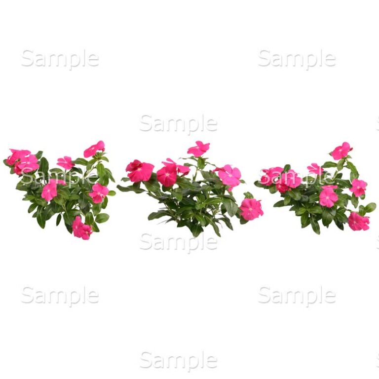 花素材 – ページ 2 – sozaiya.com