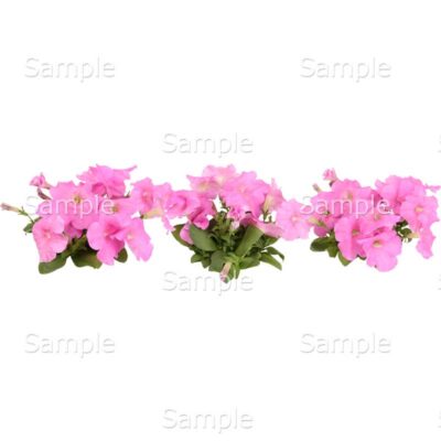 F1007 – sozaiya.com