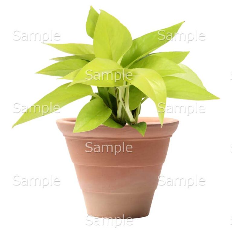 花素材 – ページ 2 – sozaiya.com