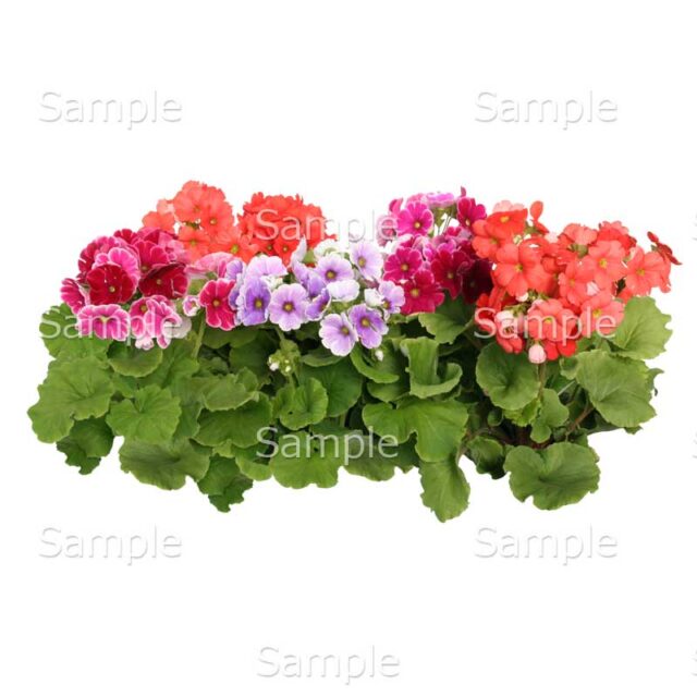 花素材 – sozaiya.com