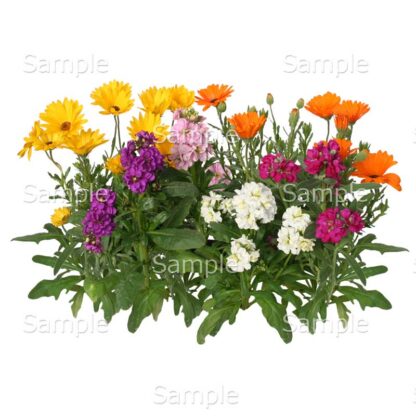 花素材 – sozaiya.com