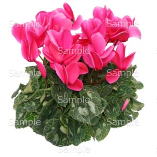 F1002 – sozaiya.com