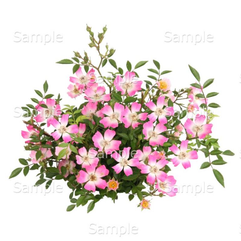 花素材 – sozaiya.com