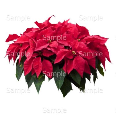 花素材 – sozaiya.com