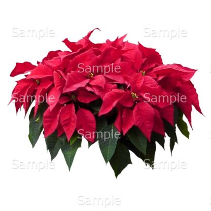 F1006 – sozaiya.com