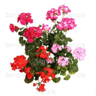 F1007 – sozaiya.com