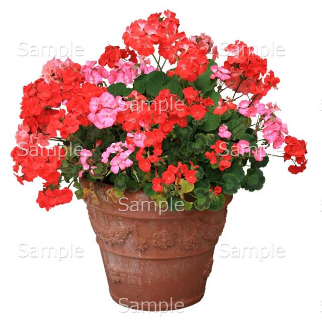 花素材 – sozaiya.com