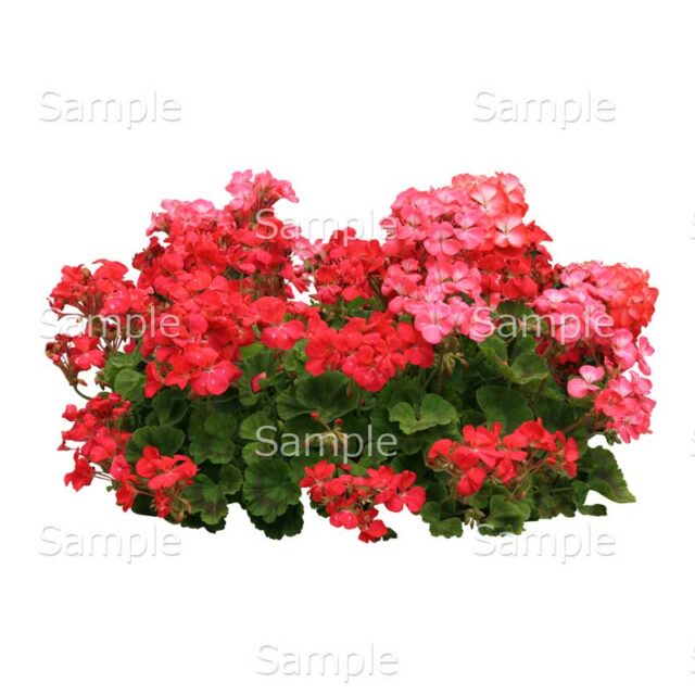 花素材 – ページ 2 – sozaiya.com