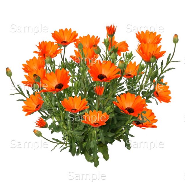 花素材 – sozaiya.com