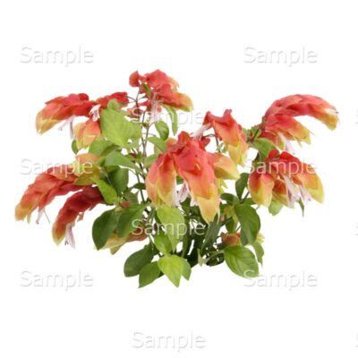 F1004 – sozaiya.com