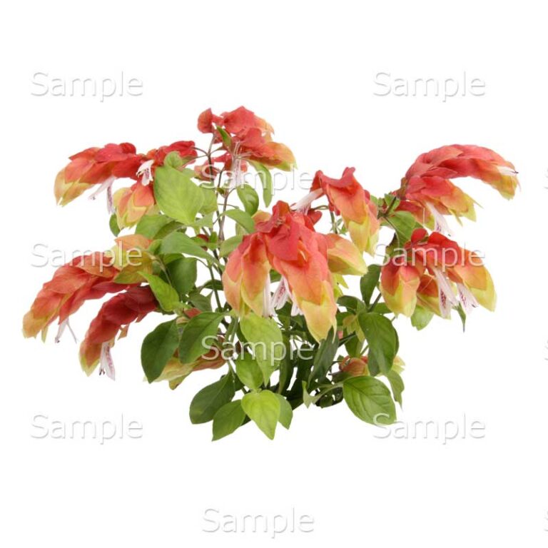 花材 – sozaiya.com