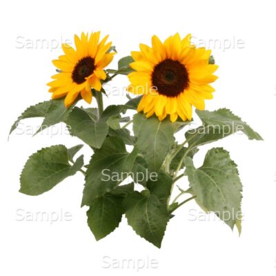 F1007 – sozaiya.com