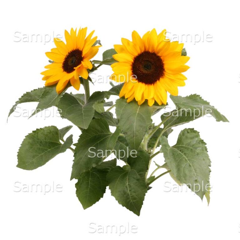 花素材 – ページ 2 – sozaiya.com