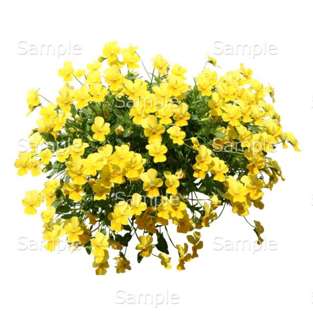 花素材 – sozaiya.com