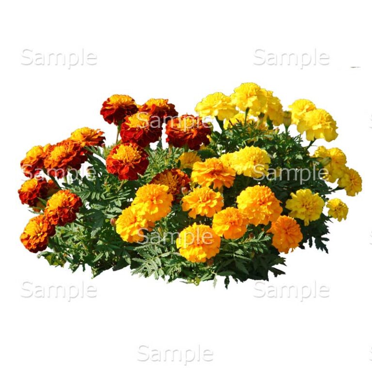 花材 – sozaiya.com