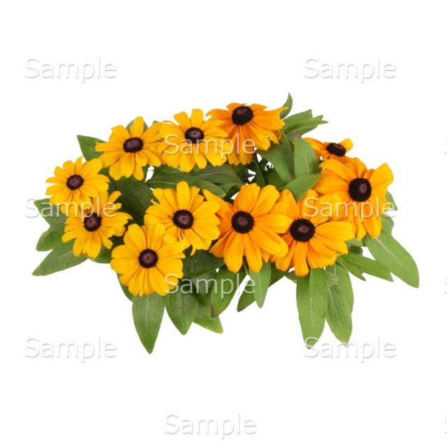 F1004 – sozaiya.com