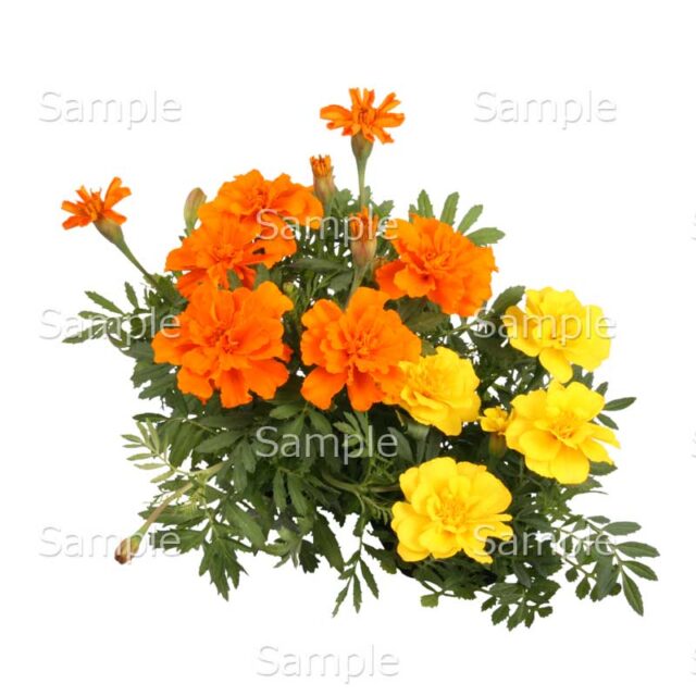 花素材 – sozaiya.com