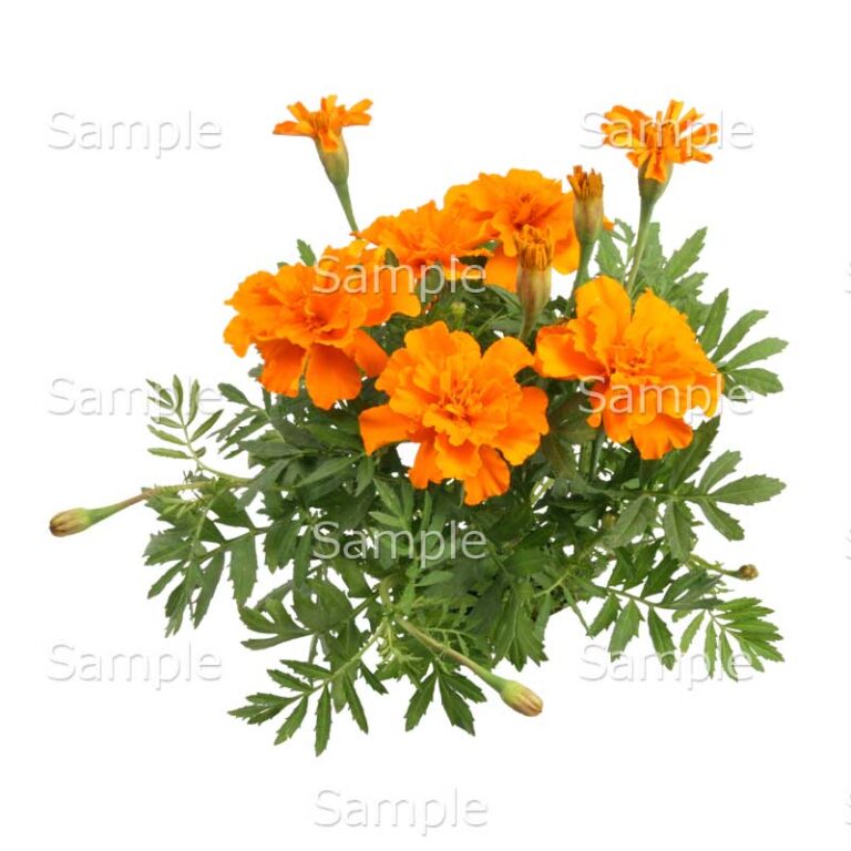 花素材 – sozaiya.com