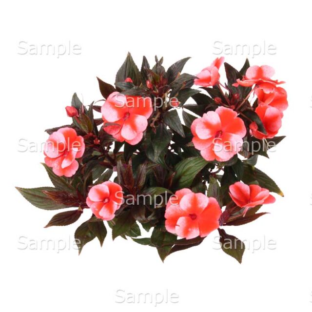 花素材 – sozaiya.com