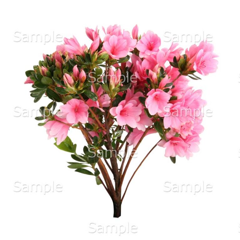 花素材 – sozaiya.com