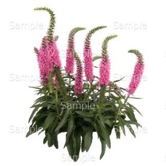 F1007 – sozaiya.com