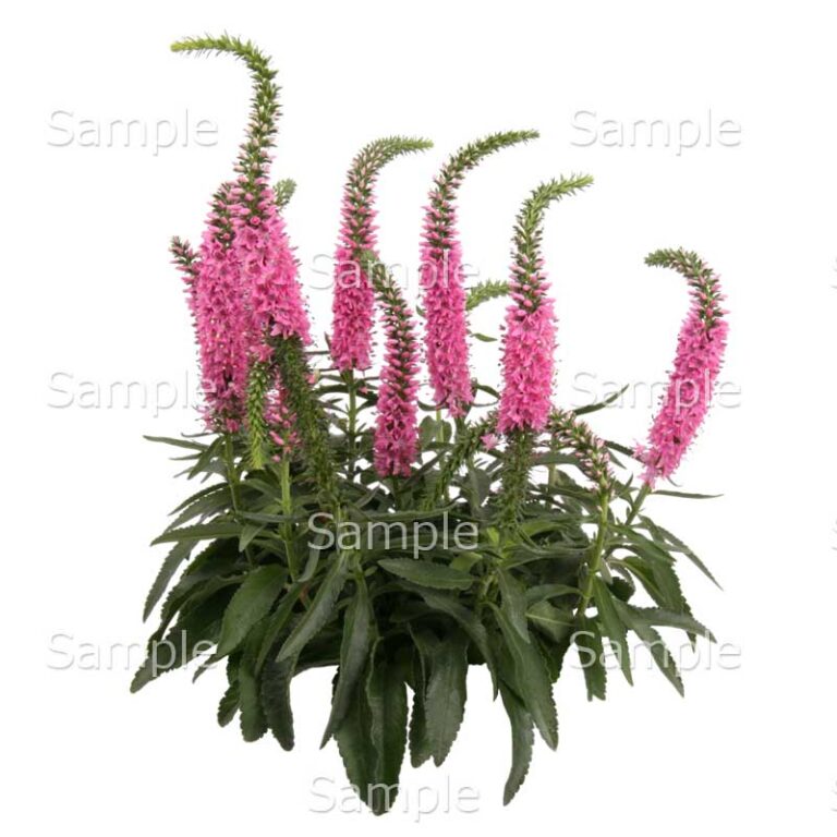 F1007 – sozaiya.com