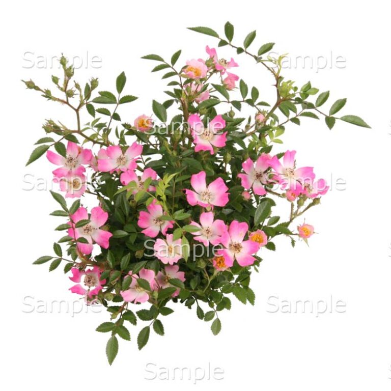 花素材 – sozaiya.com