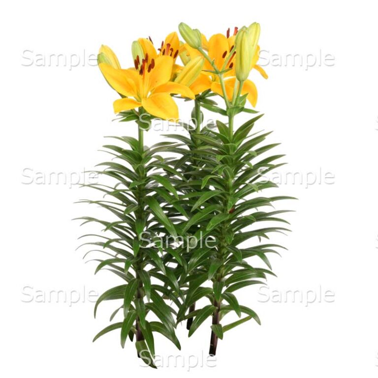 花素材 – sozaiya.com