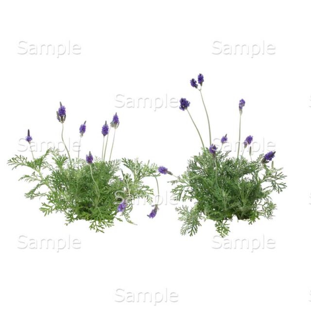 花素材 – sozaiya.com