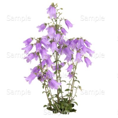 F1007 – sozaiya.com