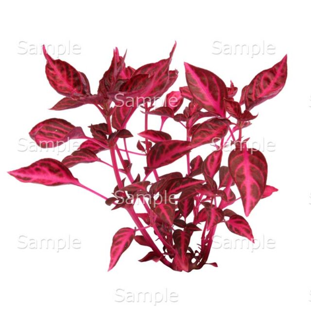 花材 – sozaiya.com