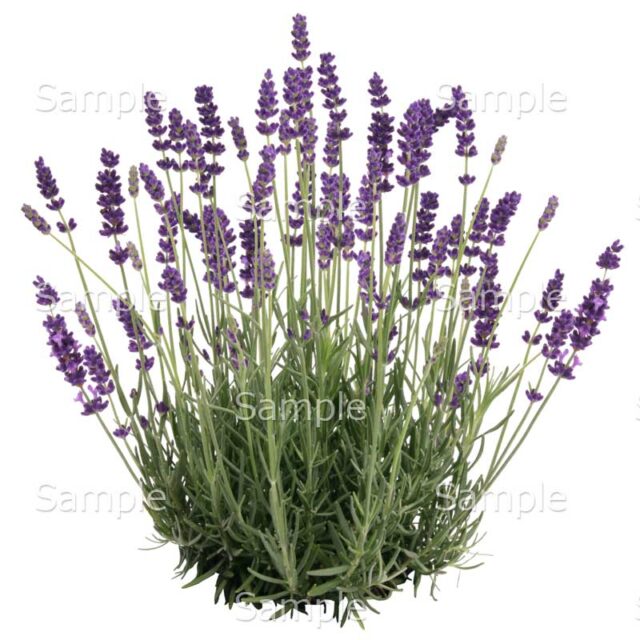 花素材 – sozaiya.com