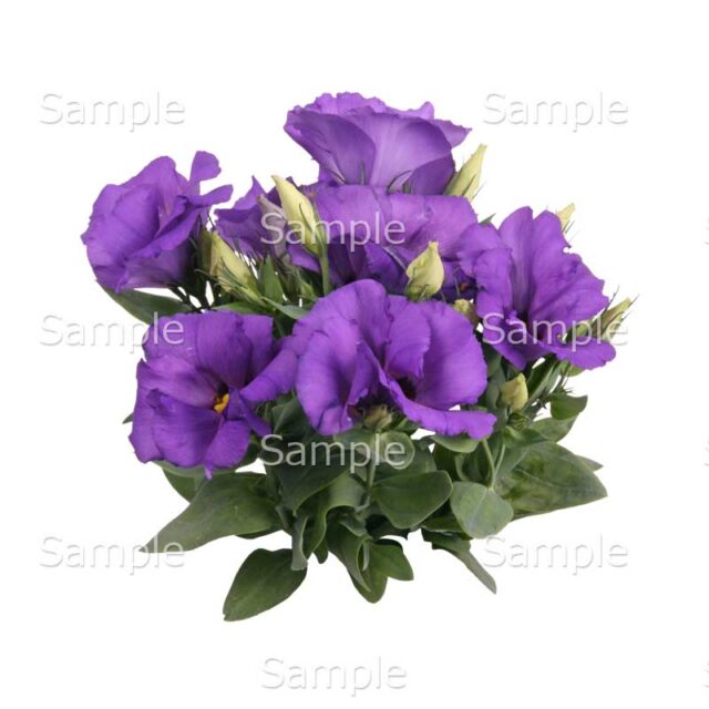 花素材 – sozaiya.com