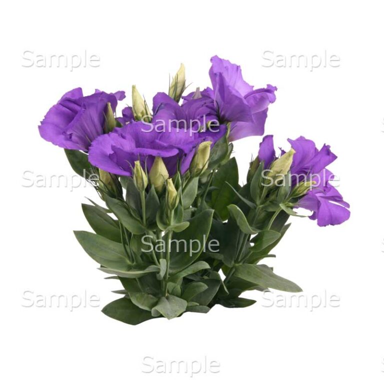 花材 – sozaiya.com