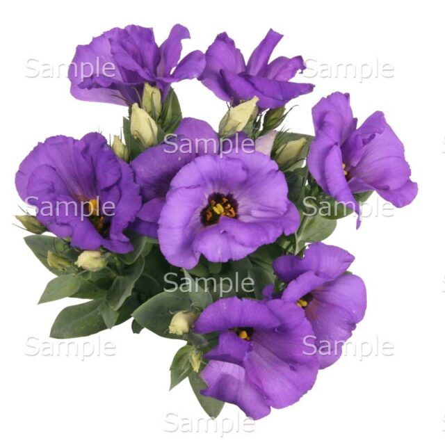 花素材 – sozaiya.com