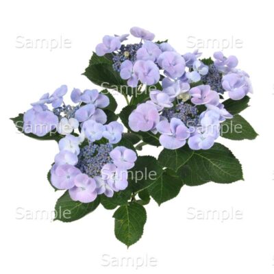 F1006 – sozaiya.com