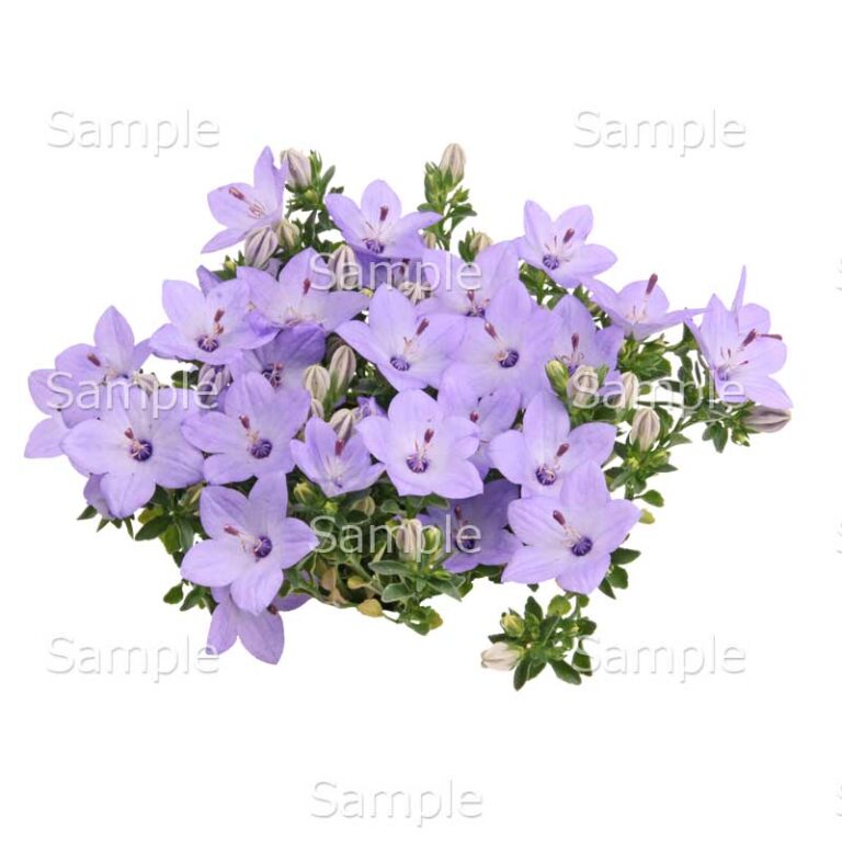 花素材 – sozaiya.com